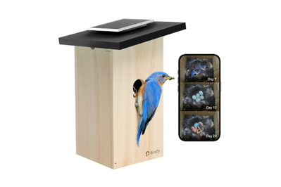First We Fell in Love With a Smart Bird Feeder. Then This Smart Bird ...